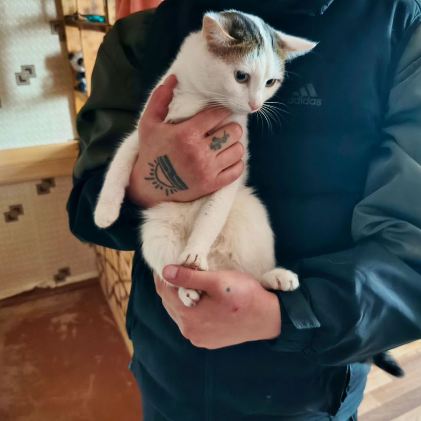 Взрослый кот в добрые руки