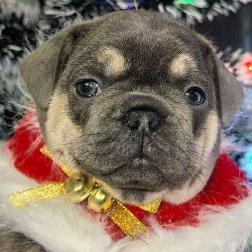 Французский бульдог, щенок