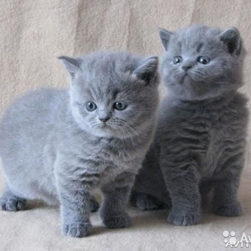 Британские котята