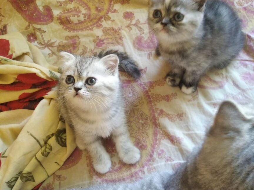 Продам котят шотландцев скоттиш-страйт