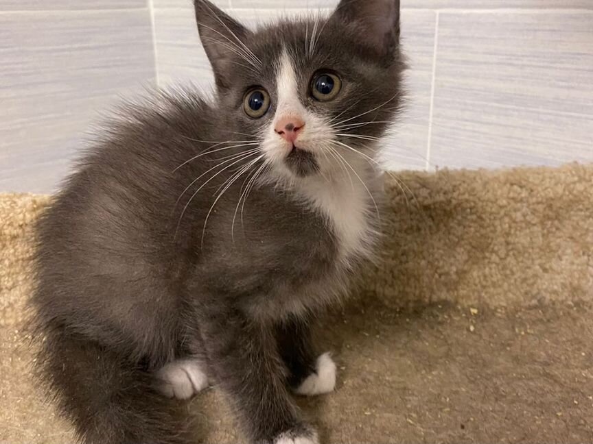 Котенок малышик мурчашкин