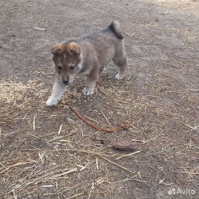 Продажа щенят зсл