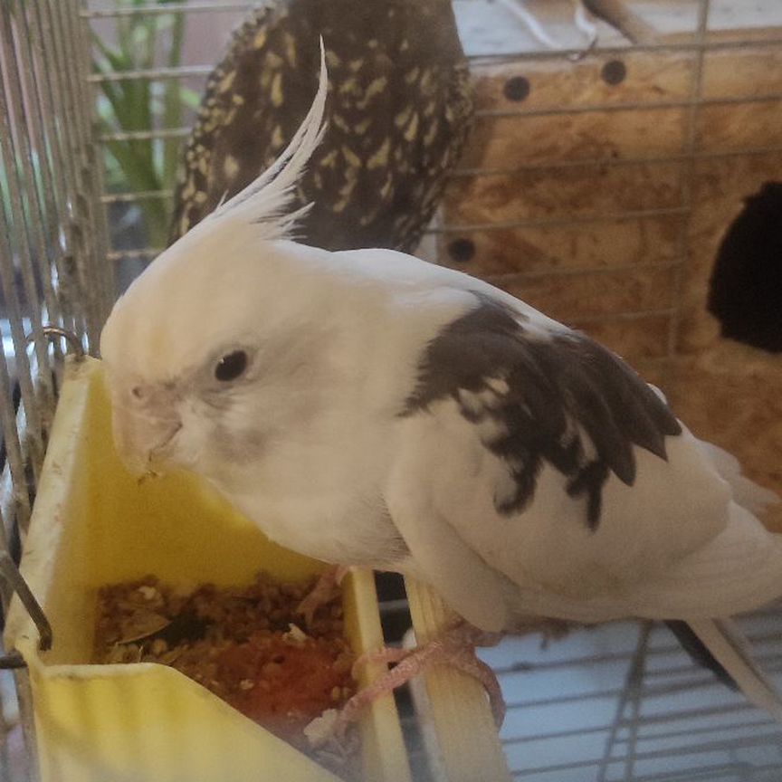 Королевский попугай