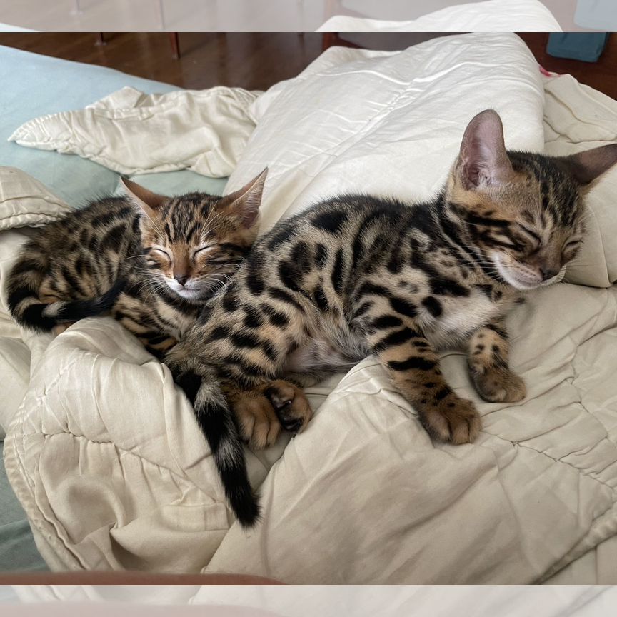 Бенгальские котята золото