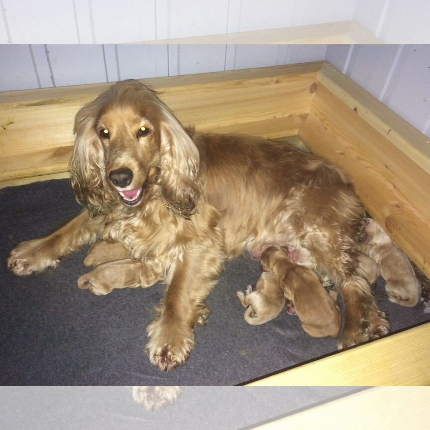 Щеночки русского спаниеля