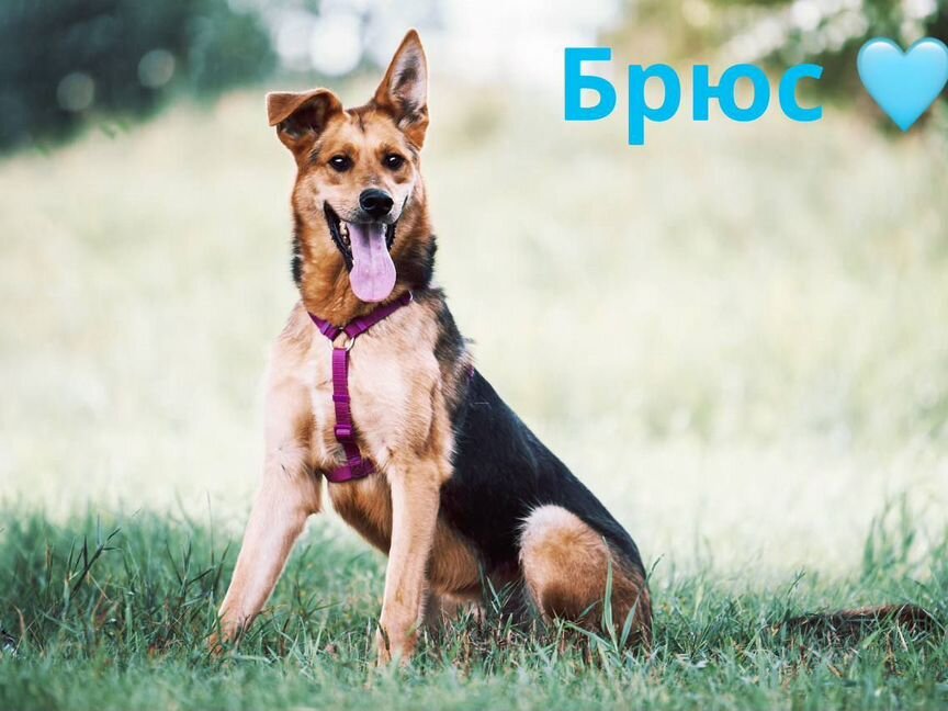 Добрый пёс из приюта в дар