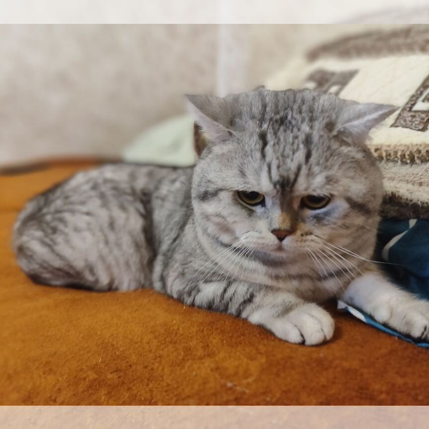 Короткошëрстный британец