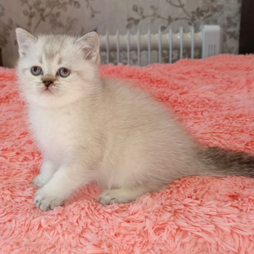 Шотландские котята колор-пойнт беби-фейс