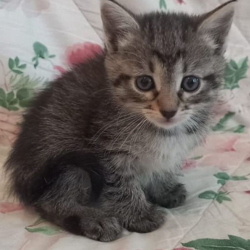 Котенок девочка Рысь