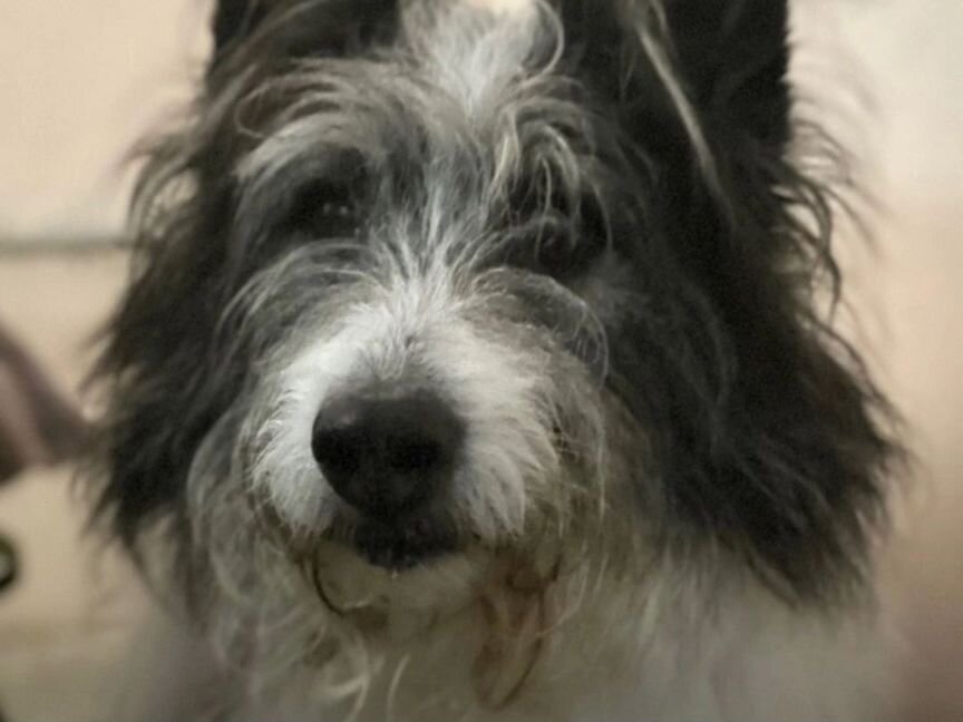 Ласковая собачка для квартирного содержания