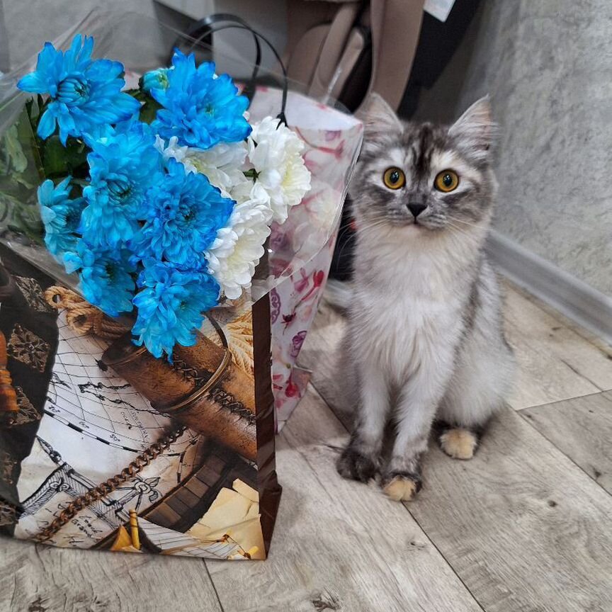 Кошечка на вязку