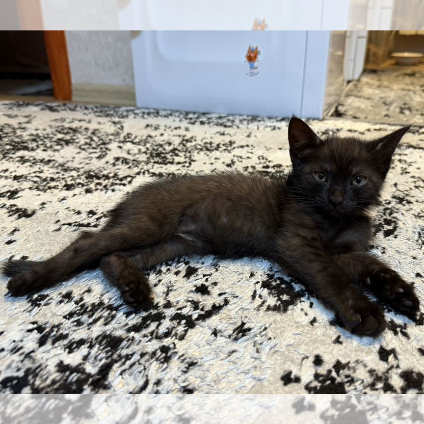 Бомбейский котёнок