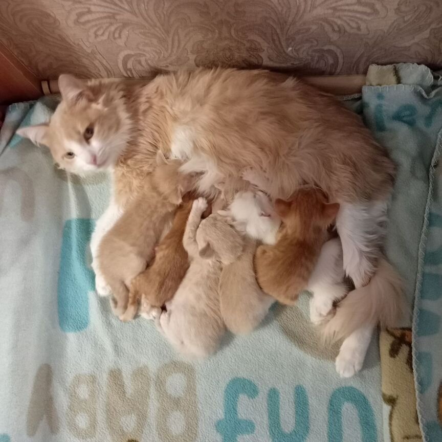 Котята в добрые руки