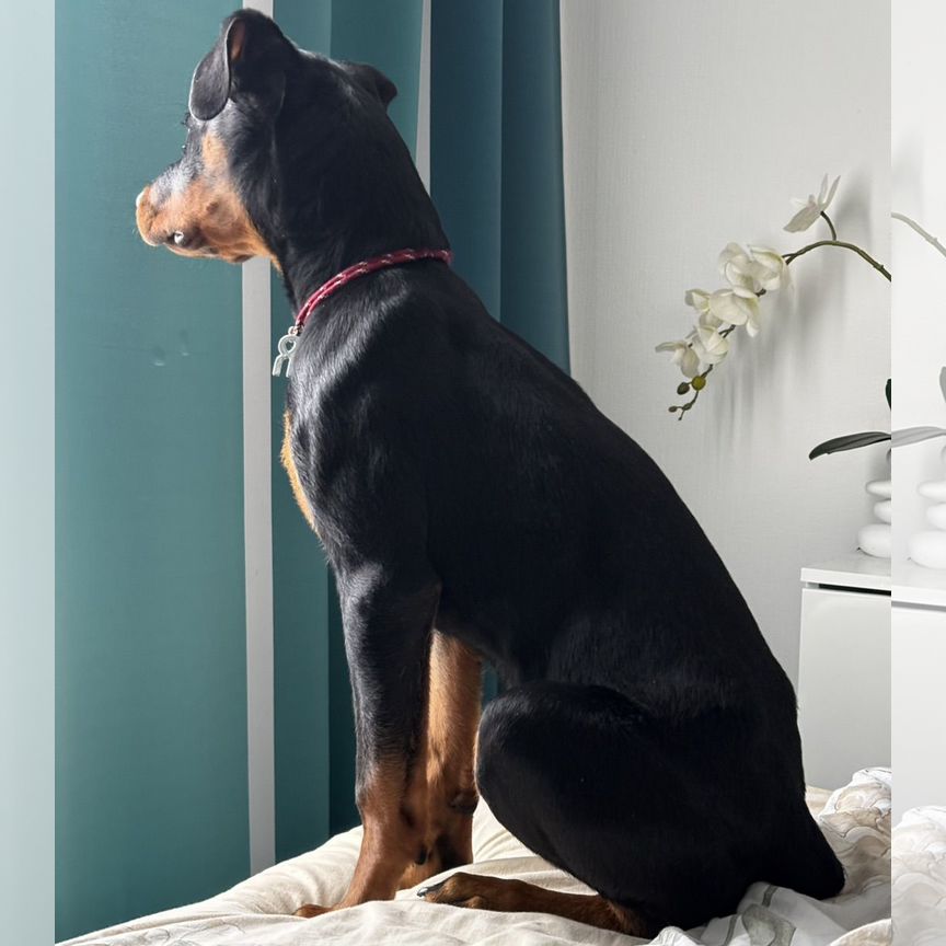 Ротвейлер, щенок