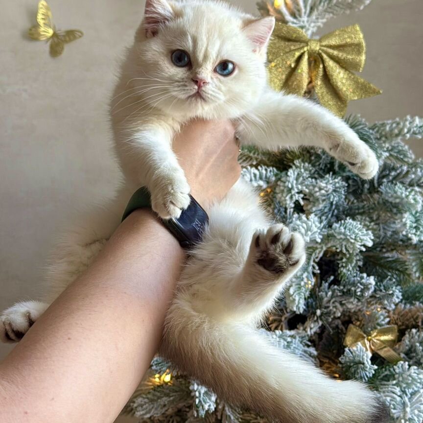 Британская шиншилла