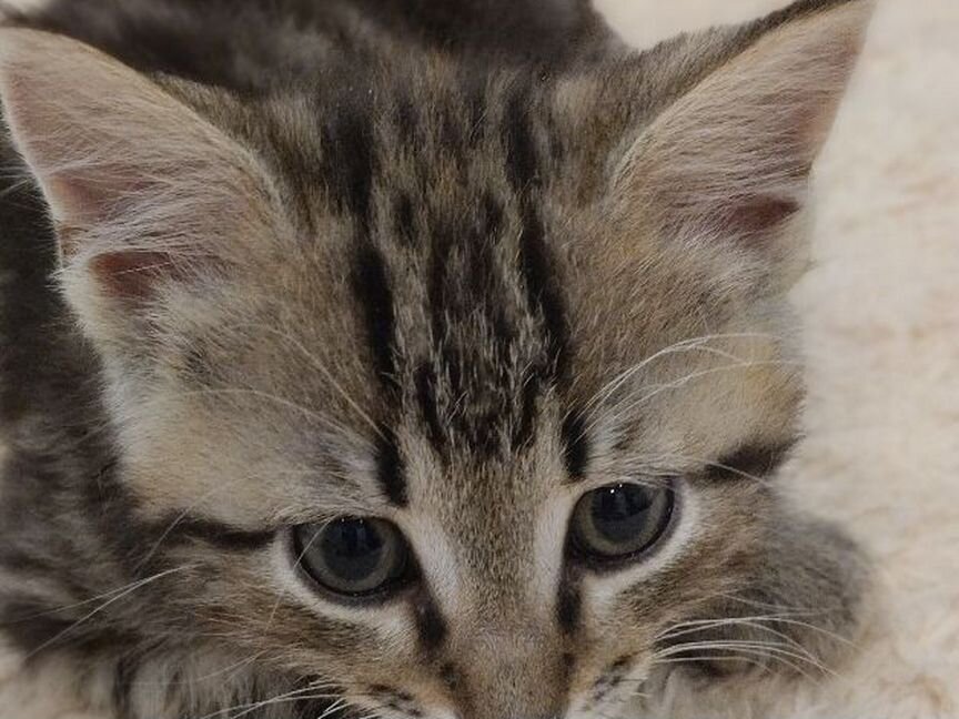Котенок Шотландский тигровый мальчик