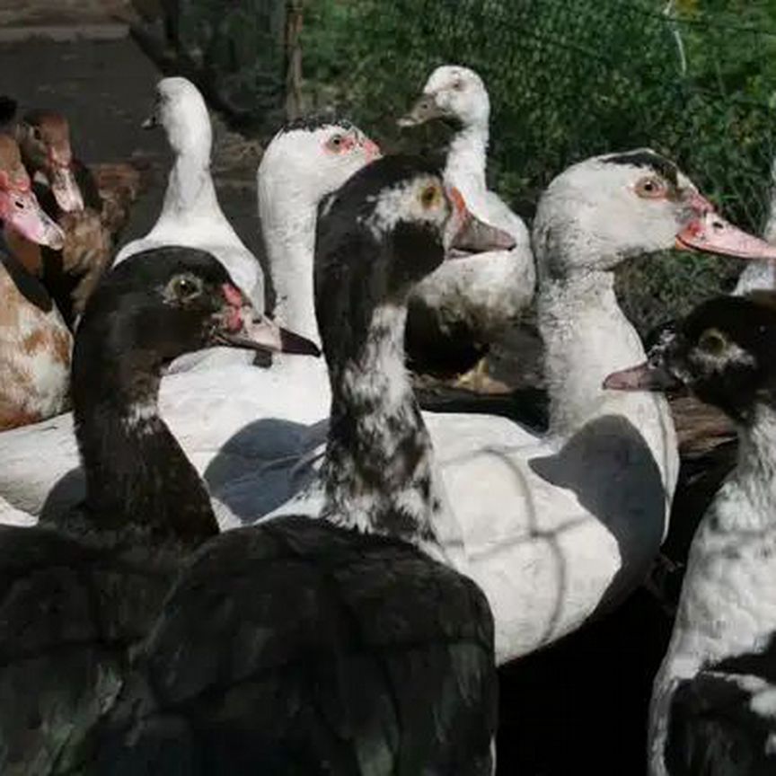 Мускусные утки