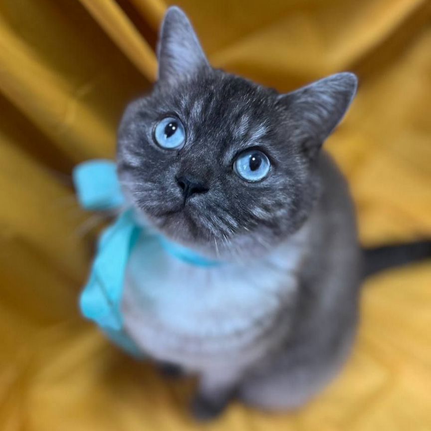 Взрослый кот в добрые руки