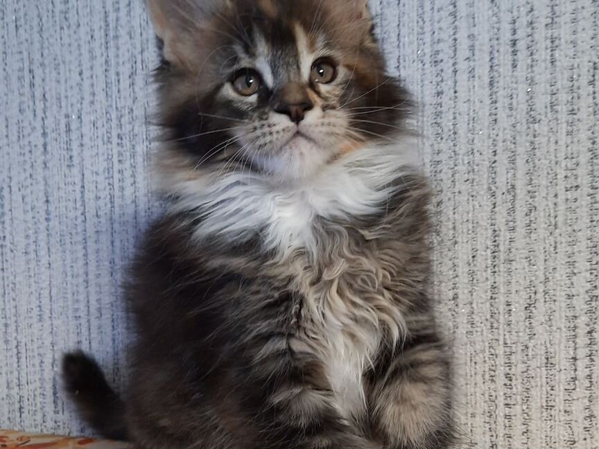 Девочка-красавица