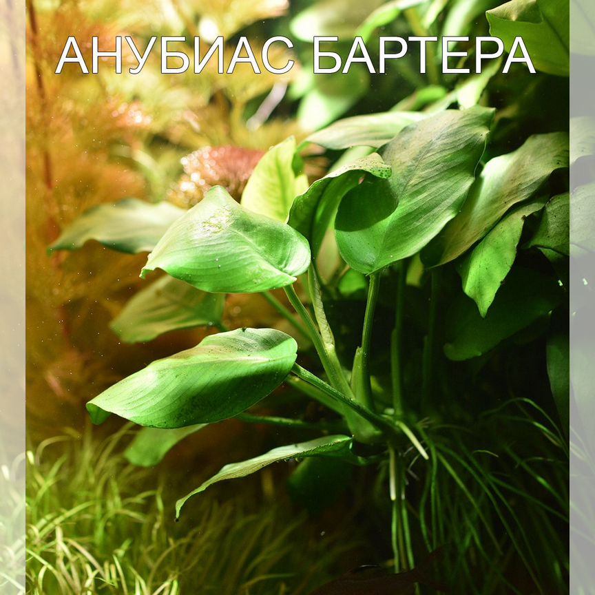 Аквариумные растения