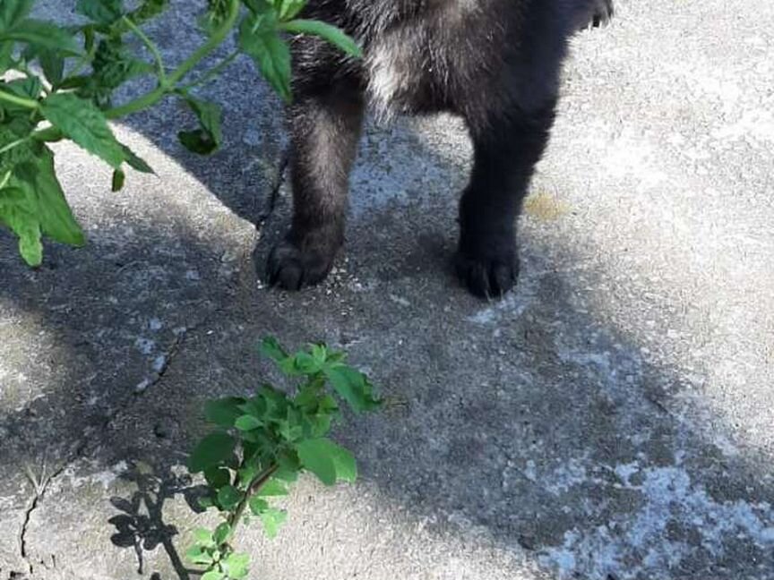 Стерелизованные щенки, в добрые руки
