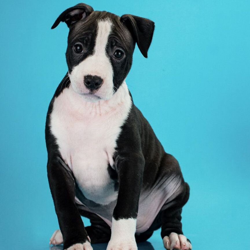 Щенок Американского стаффорширского терьера