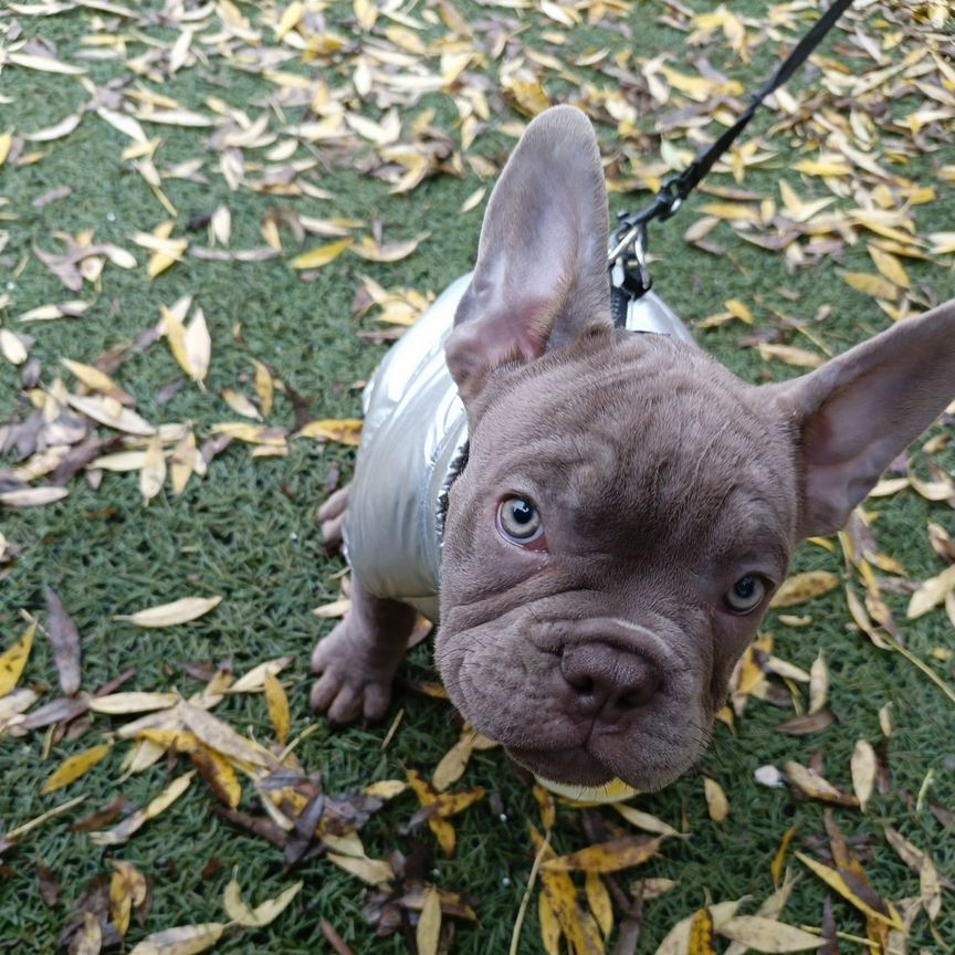 Французский бульдог палевый