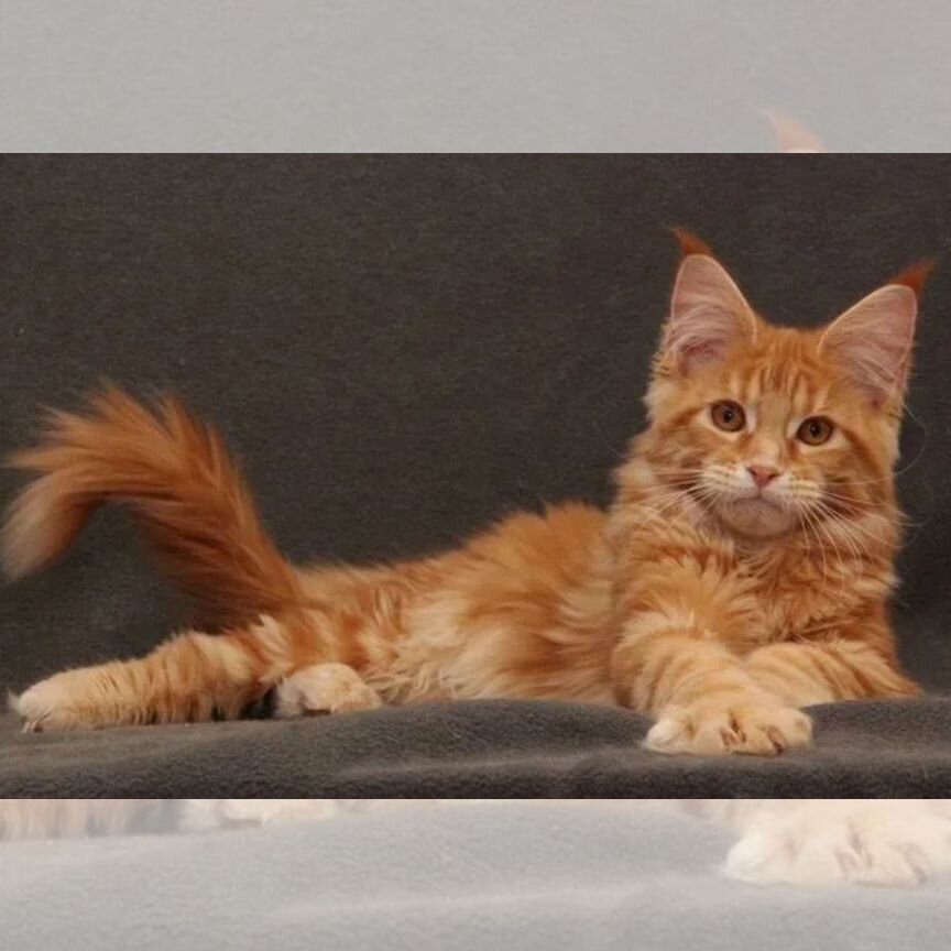 Мейн-кун, взрослая кошка