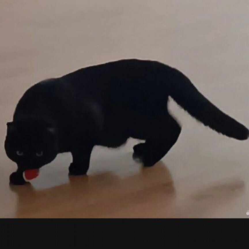 Шотландский прямоухий короткошёрстный кот, взрослый