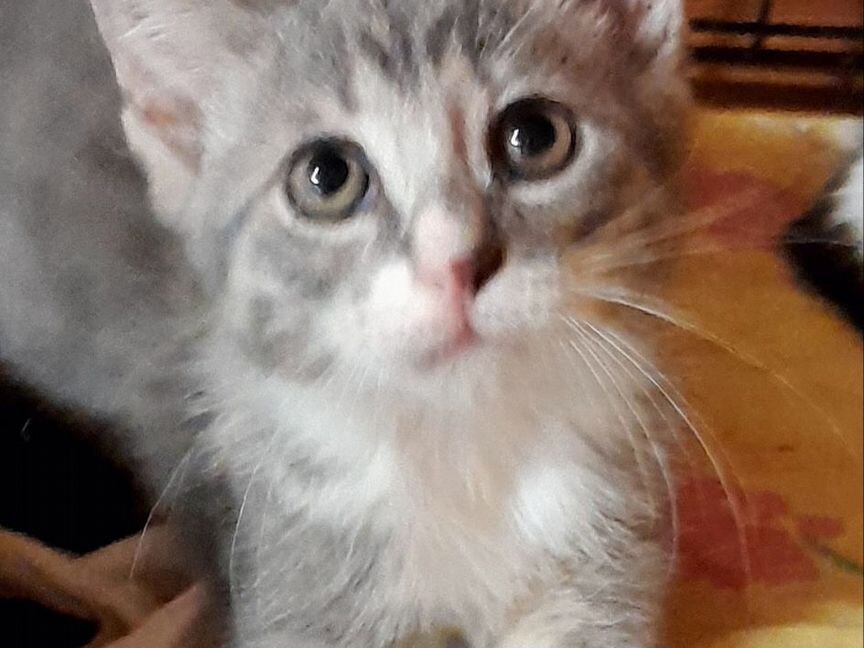 Котенок пепельно серенький