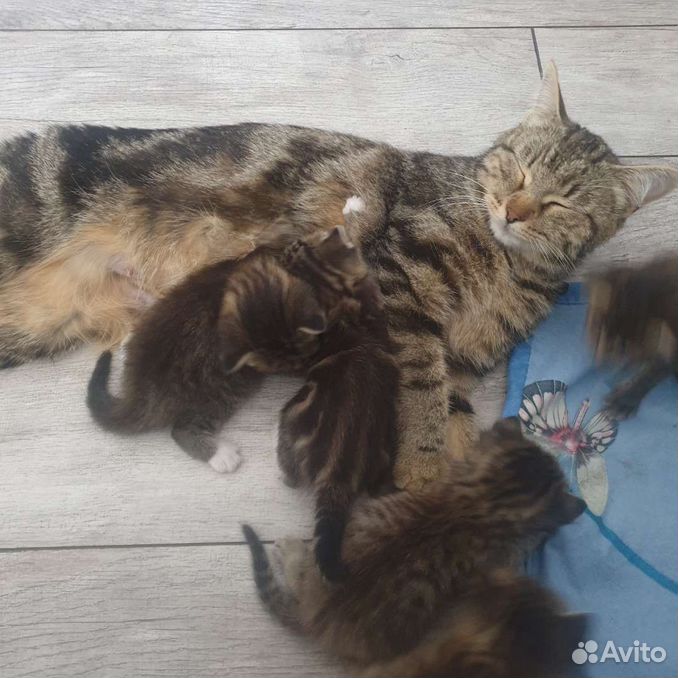 Подарю котят в добрые руки)