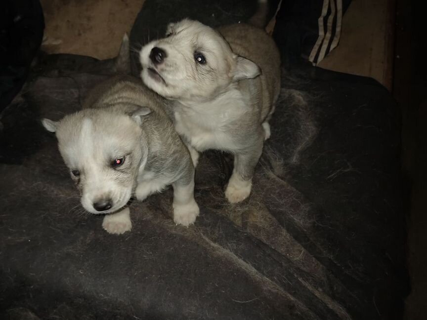 Щенки хаски