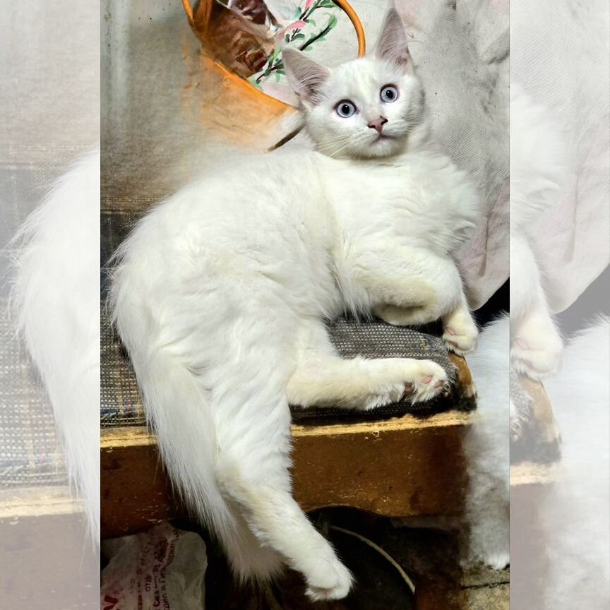 Мейн-кун котёнок