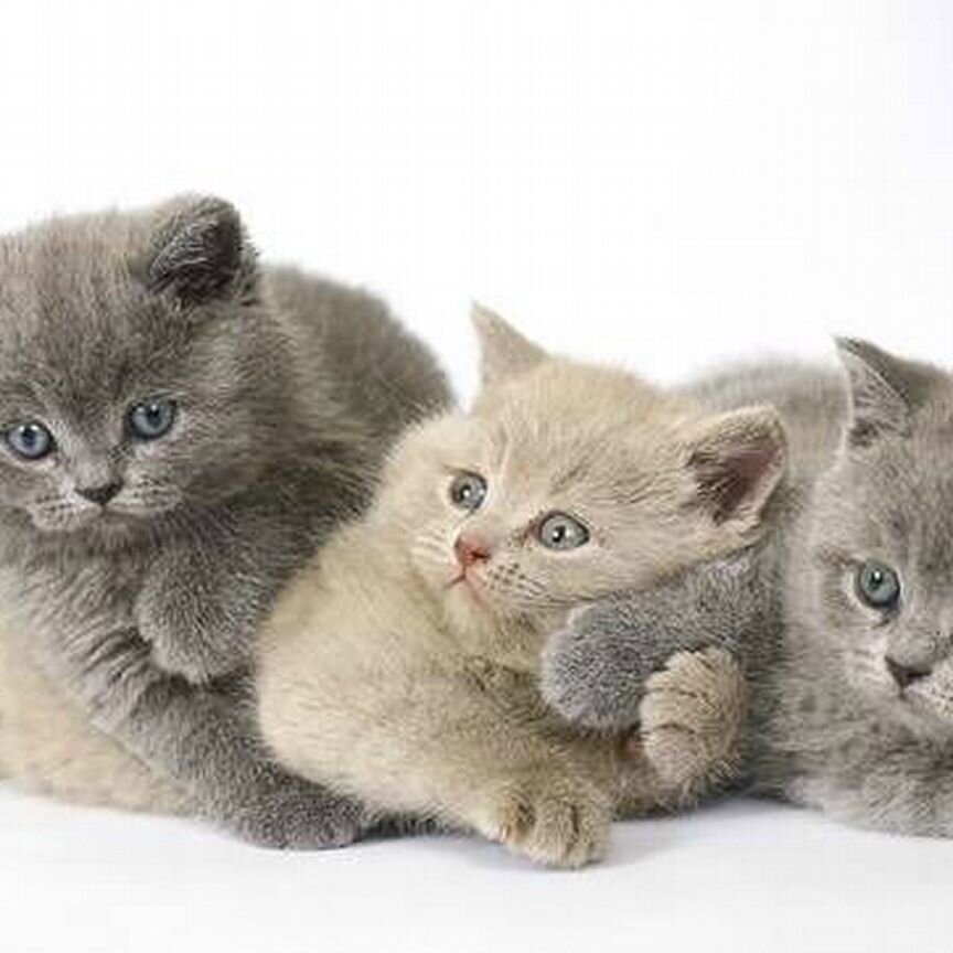 Британские котята