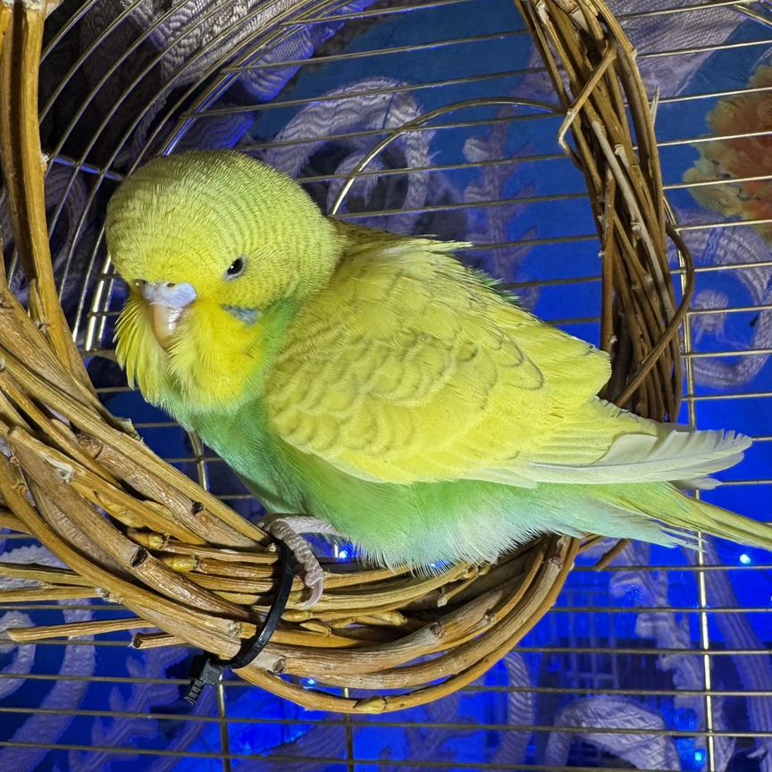 Выставочный волнистый поругай ввп Чех