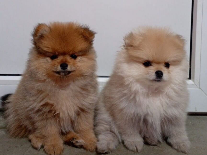 Померанский шпиц