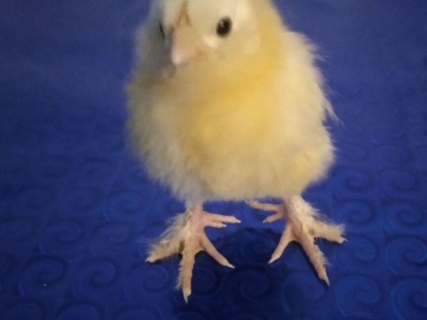 Цыплята фавероль. Индюшата. Индюки. Яйцо