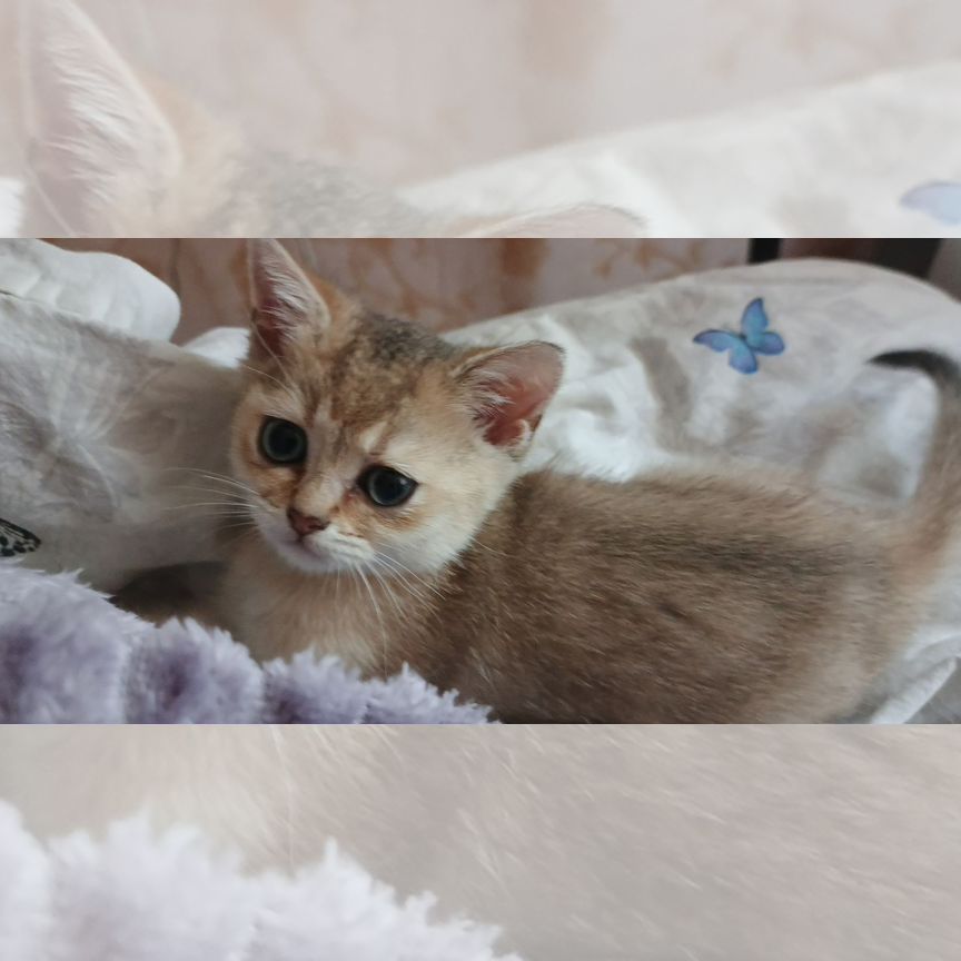 Золотая шиншилла