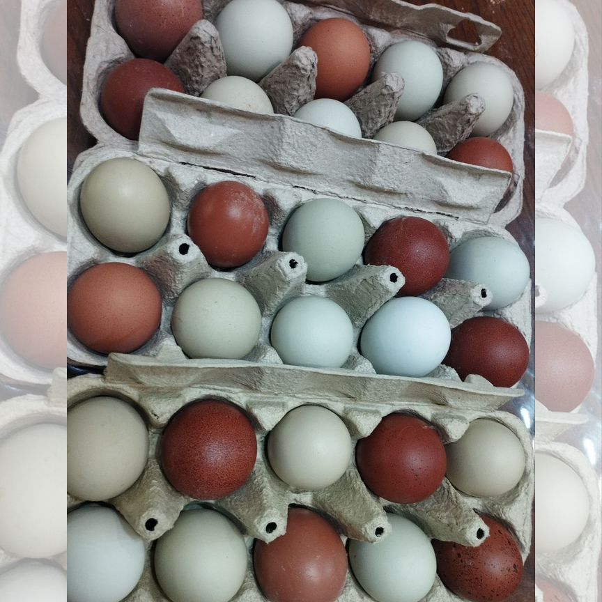 Яйцо куриное