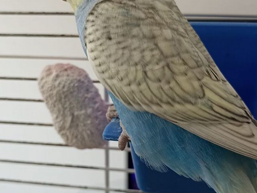 Птенцы волнистых попугаев. Самец