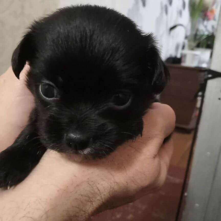 Щенки японского хина