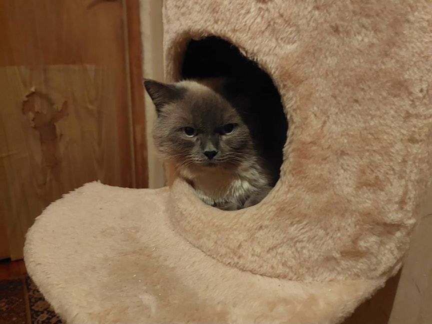 Сиамский кот вязка