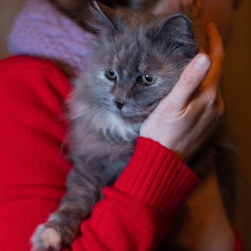 Кошечка в добрые руки