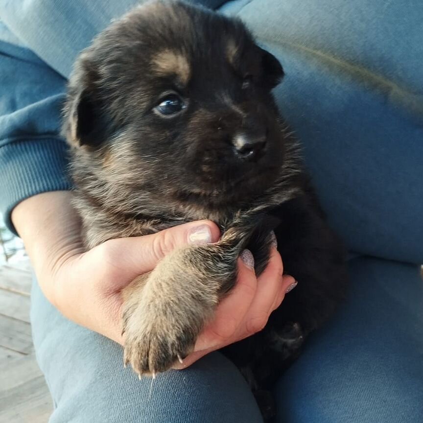 Щенки немецкой овчарки - без документов