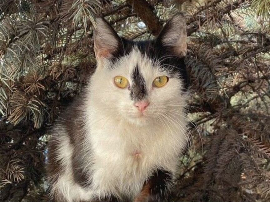 Котенок-мальчик в добрые руки