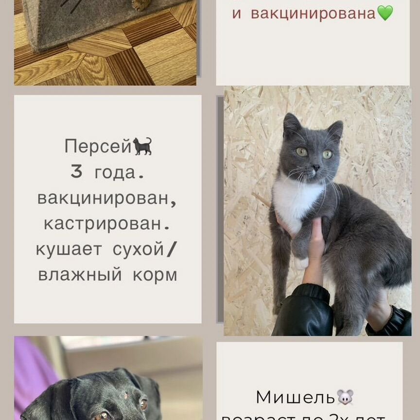 Кошки