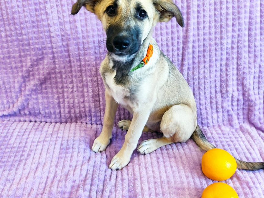 Ушки ищут хозяина