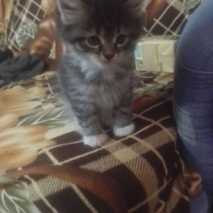 Отдам котят