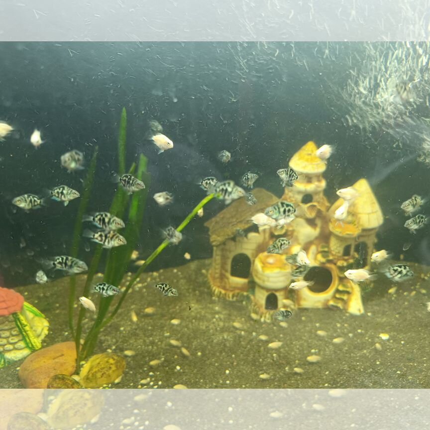 Аквариумные рыбки