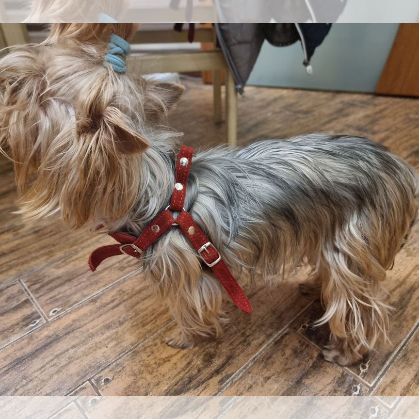 Шлейка для собаки кожа